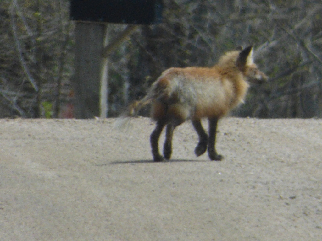 Red Fox in May 2023 by mhalsted. Smallest & most mangy looking fox I've ...
