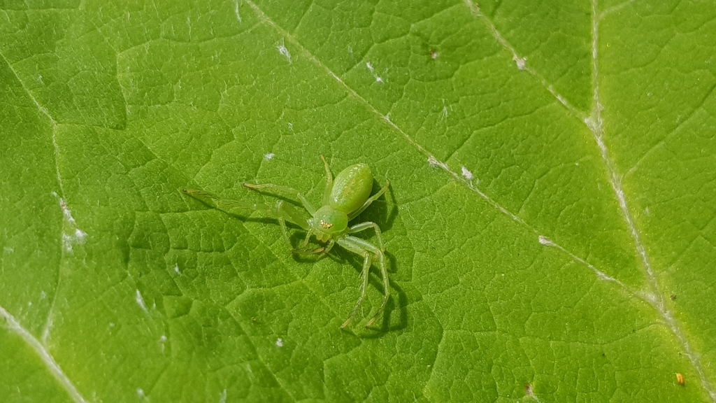 Oxytate striatipes from 1814-74 Shirakawa, Minami Ward, Sapporo ...
