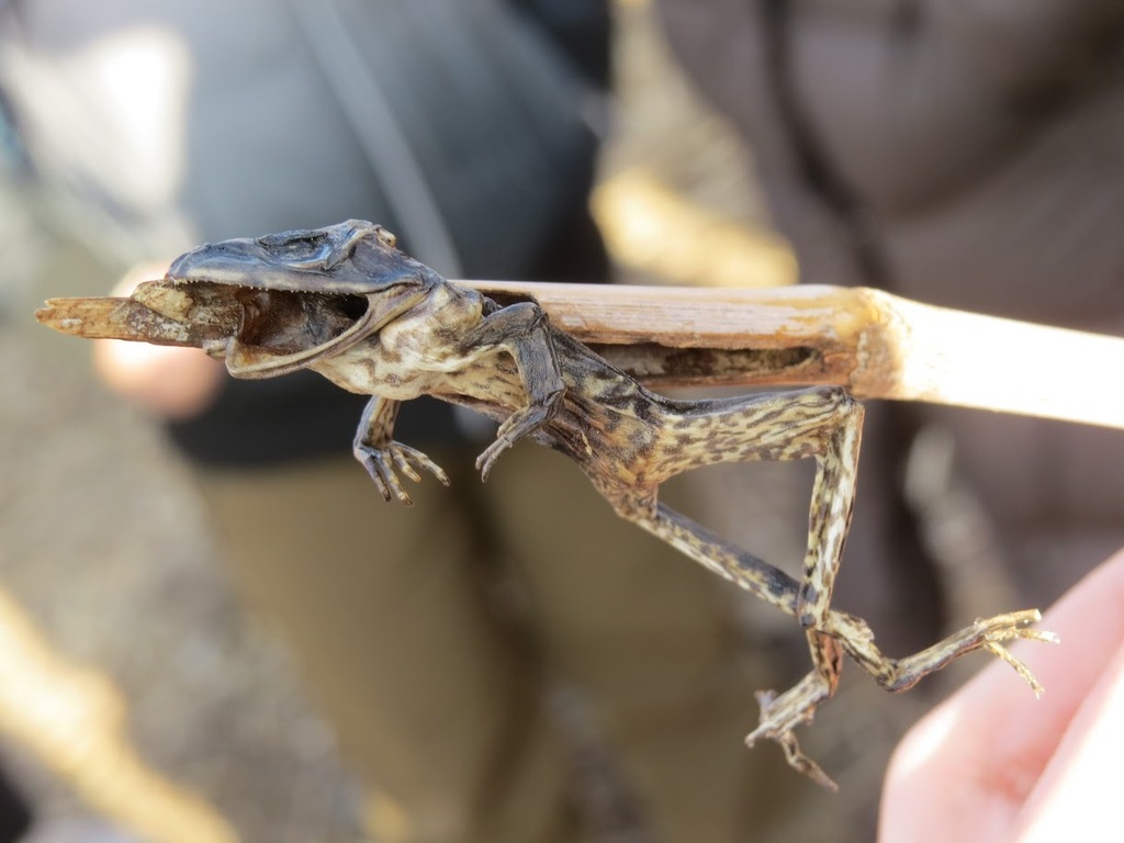 American Bullfrog from 日本、〒272-0136 千葉県市川市新浜 on February 03, 2019 by ...