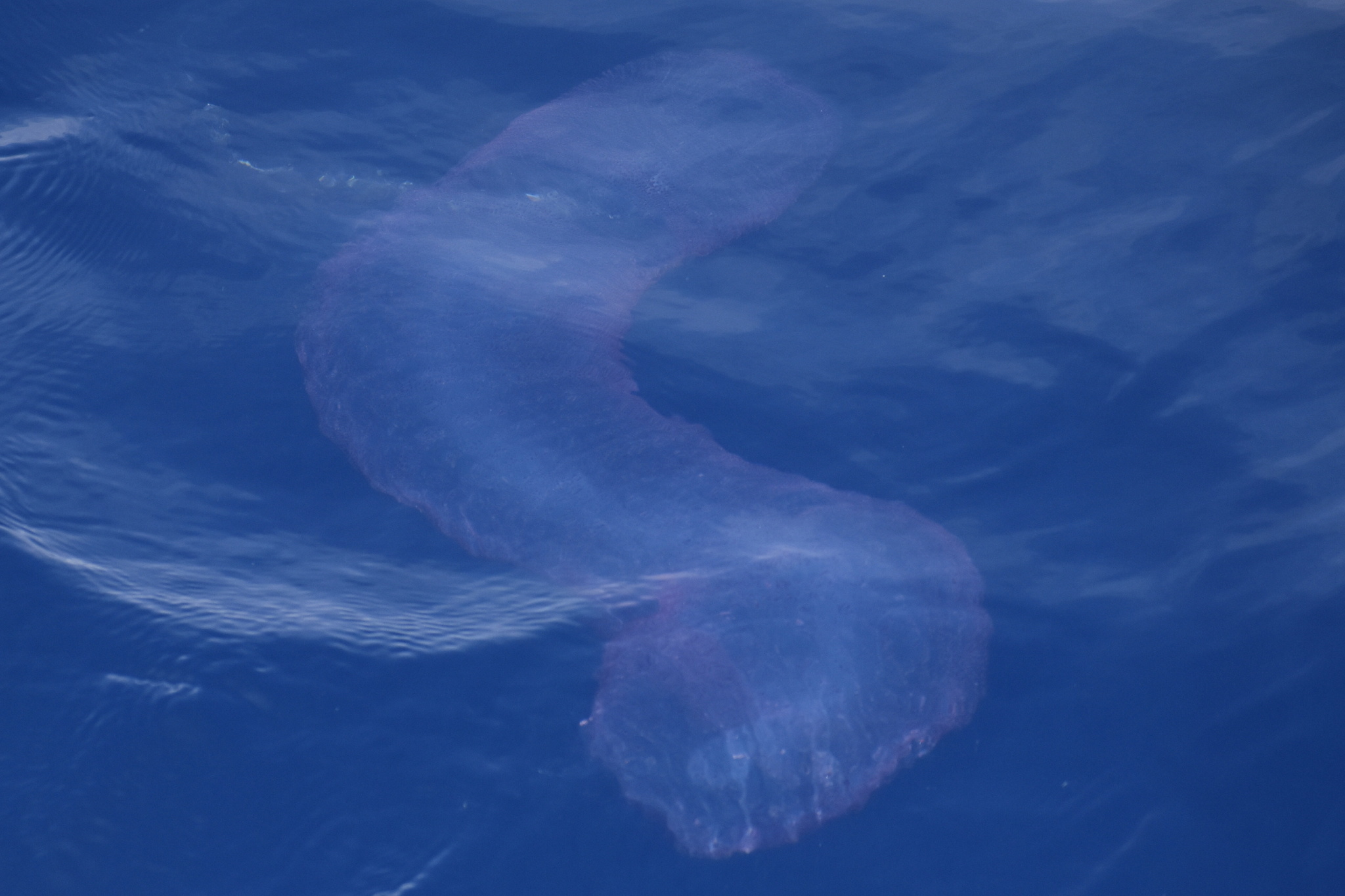 Thysanoteuthis Troschel, 1857