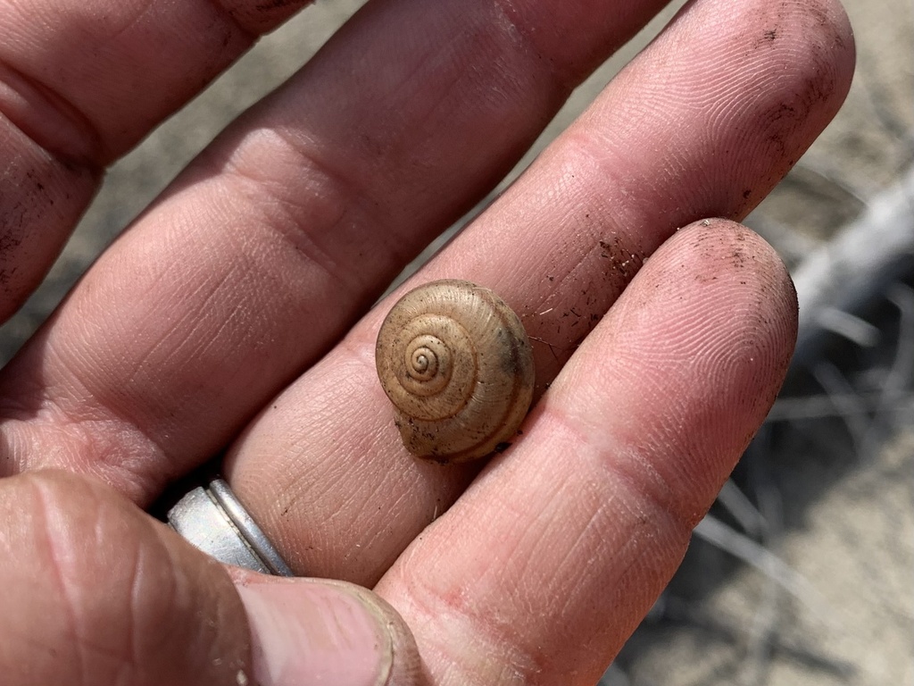 Trask Shoulderband Snail in May 2023 by Justin M. Wood · iNaturalist