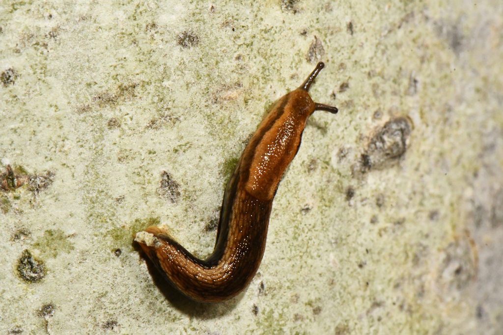 Western Dusky Slug from Rouyn-Noranda, QC, Canada on May 11, 2023 at 10 ...