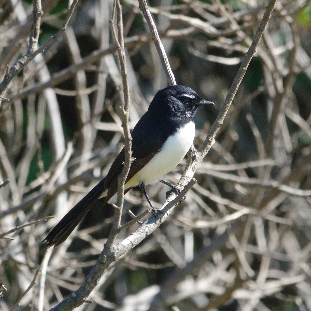 Willie Wagtail from Cabarita Beach NSW 2488, Australia on May 08, 2023 ...