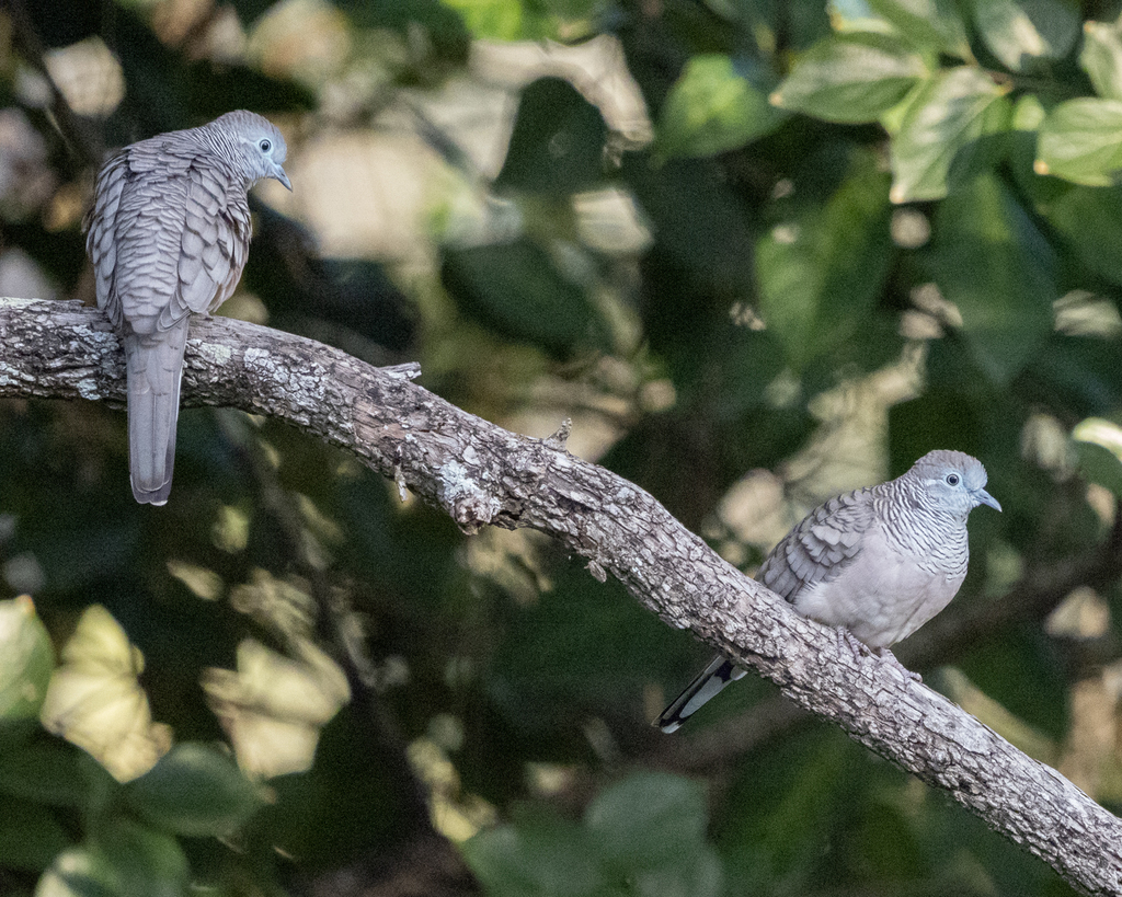 Peaceful Dove from Upper Brookfield QLD 4069, Australia on May 11, 2023 ...