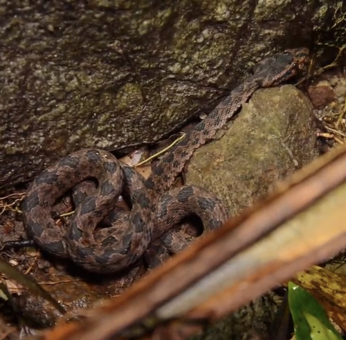 (Protobothrops kelomohy) - Snakes and Lizards
