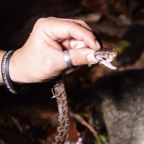 (Protobothrops kelomohy) - Snakes and Lizards