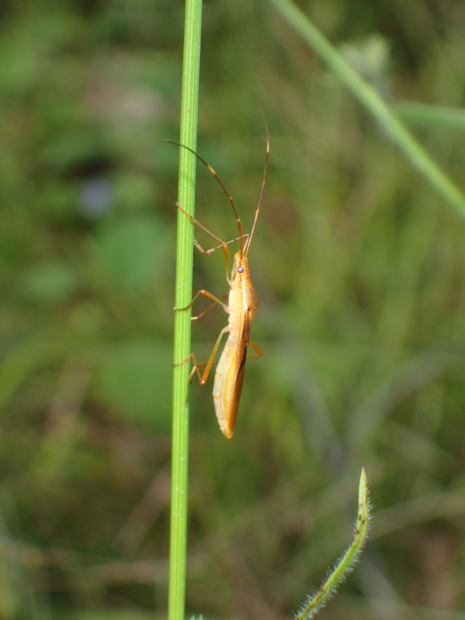 Leptocorisa acuta (Thunberg, 1783)