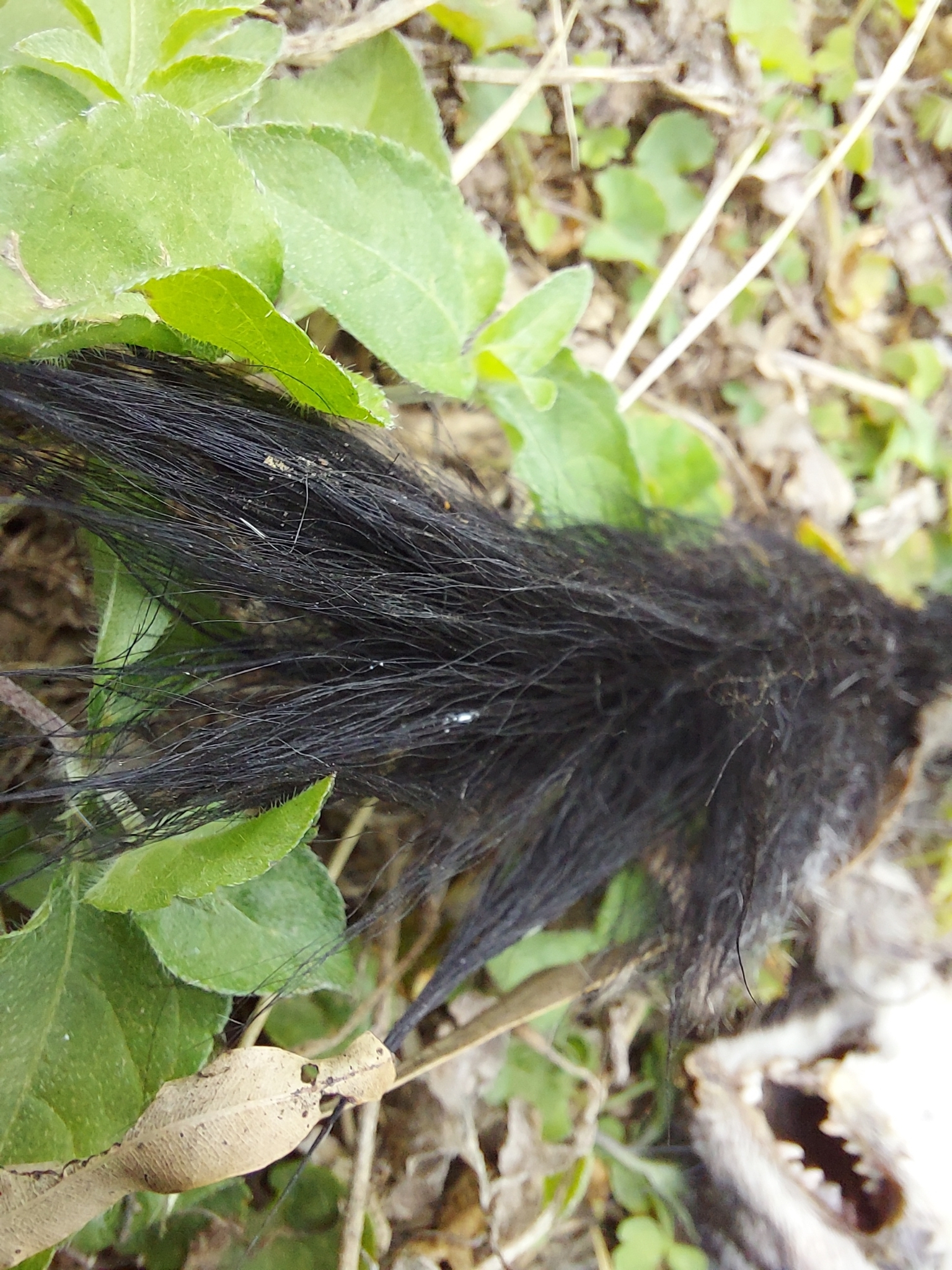 Phascogale tapoatafa (Meyer, 1793)