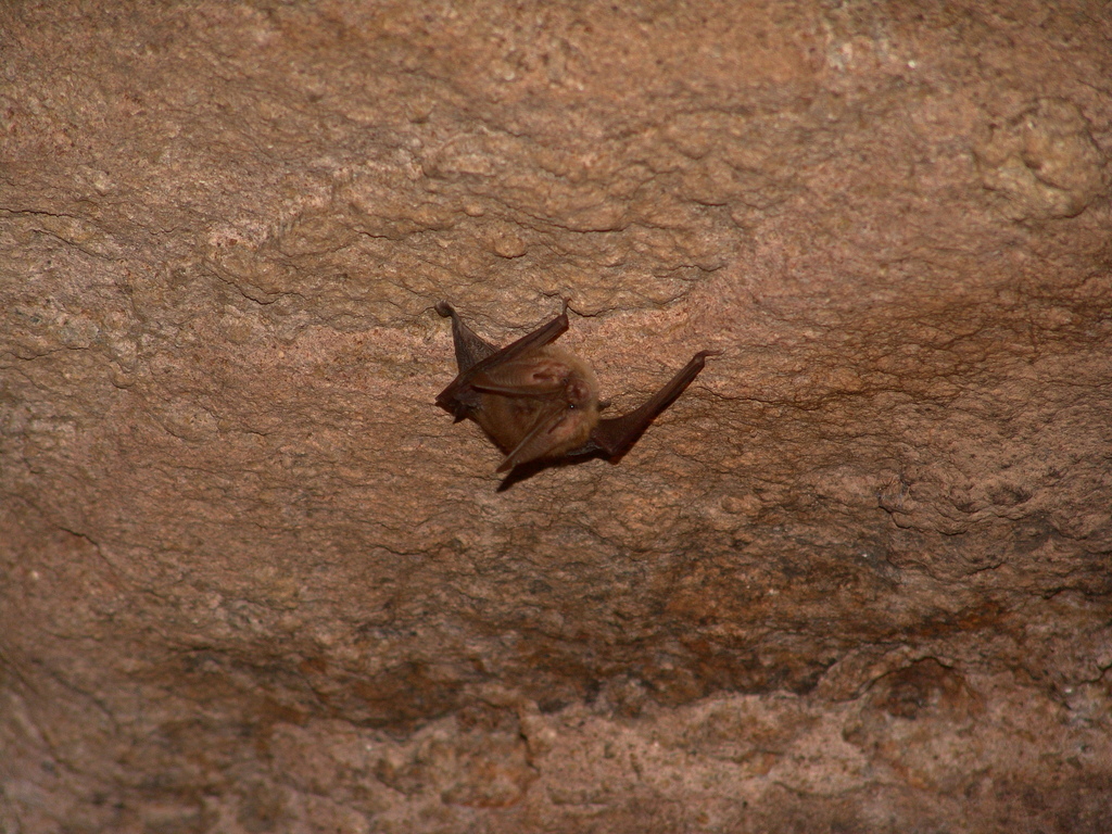 Townsend's Big-eared Bat from Durango, Dgo., México on June 15, 2007 at ...