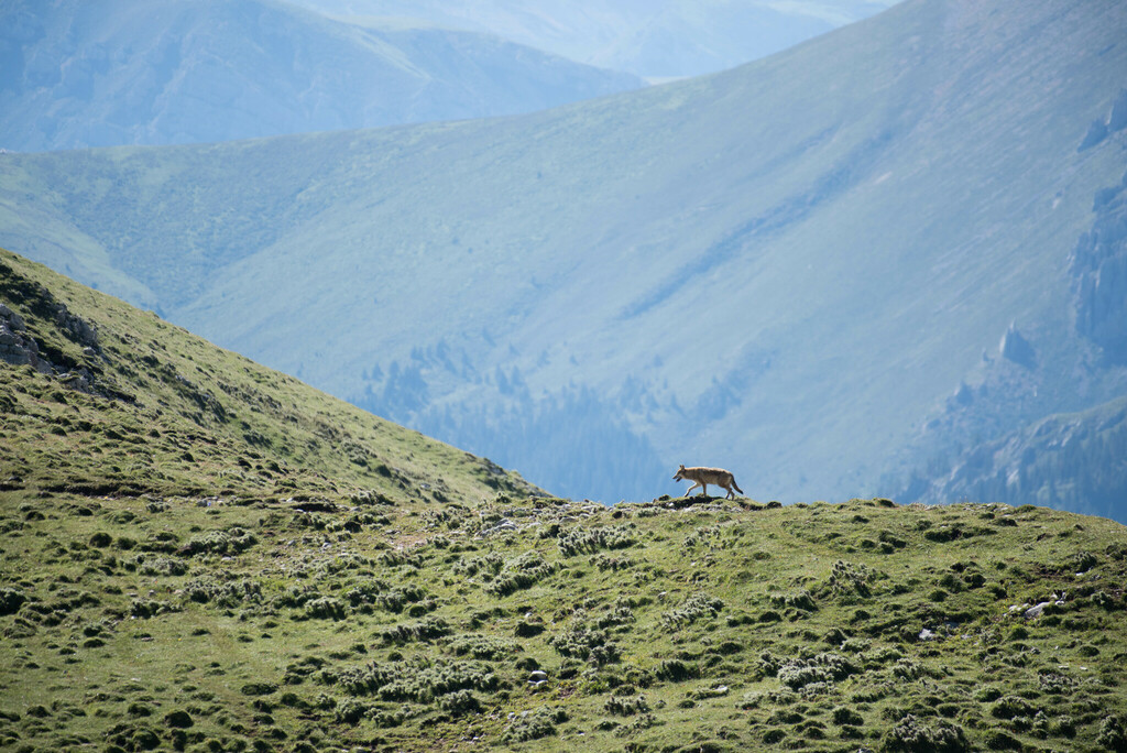 Tibetan Wolf in July 2018 by 武亦乾 Yiqian Wu · iNaturalist