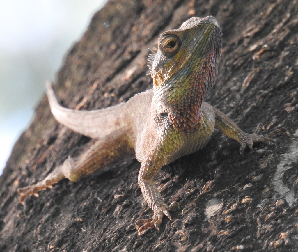 Vietnamese Blue Crested Lizard from Quận 1, Hồ Chí Minh city, Vietnam ...