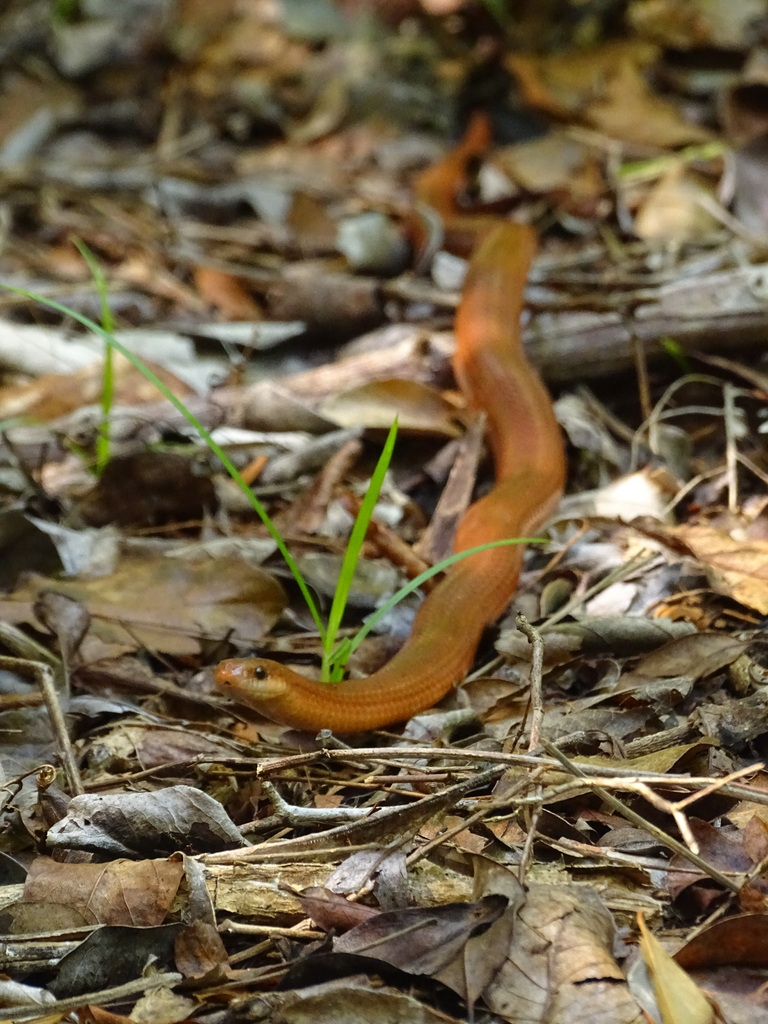 Blood Snake from Tekax, Yuc., México on July 24, 2022 at 09:36 AM by ...