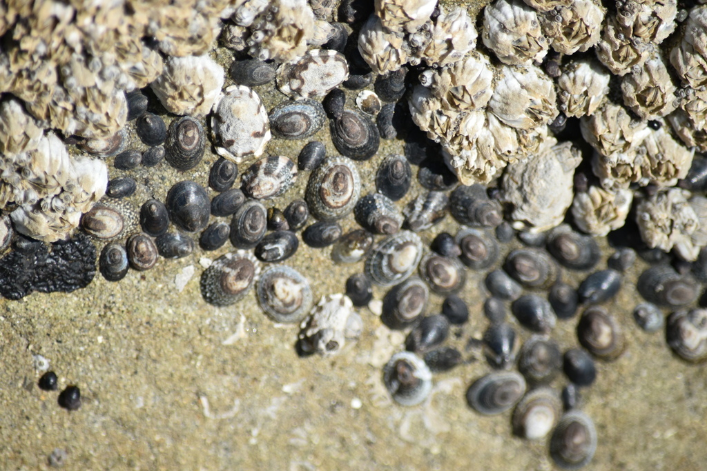 Fingered Limpet from Clallam County, WA, USA on April 28, 2023 at 03:47 ...