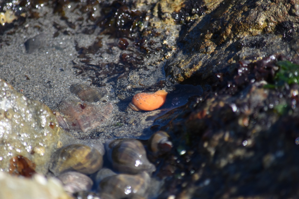 Striped Dogwinkle from Clallam County, WA, USA on April 28, 2023 at 03: ...