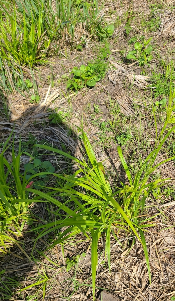 Carex subg. Carex from Lee's Summit, MO 64064, USA on May 13, 2023 at ...