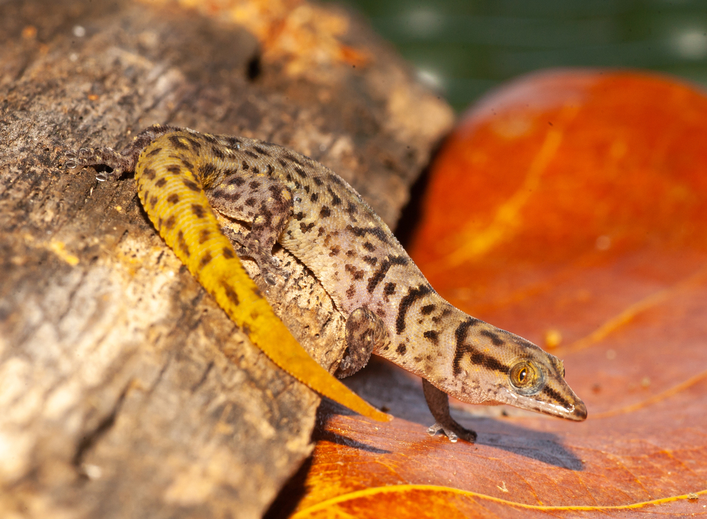 Ruibal's Least Gecko (Herps of Eastern Cuba) · iNaturalist