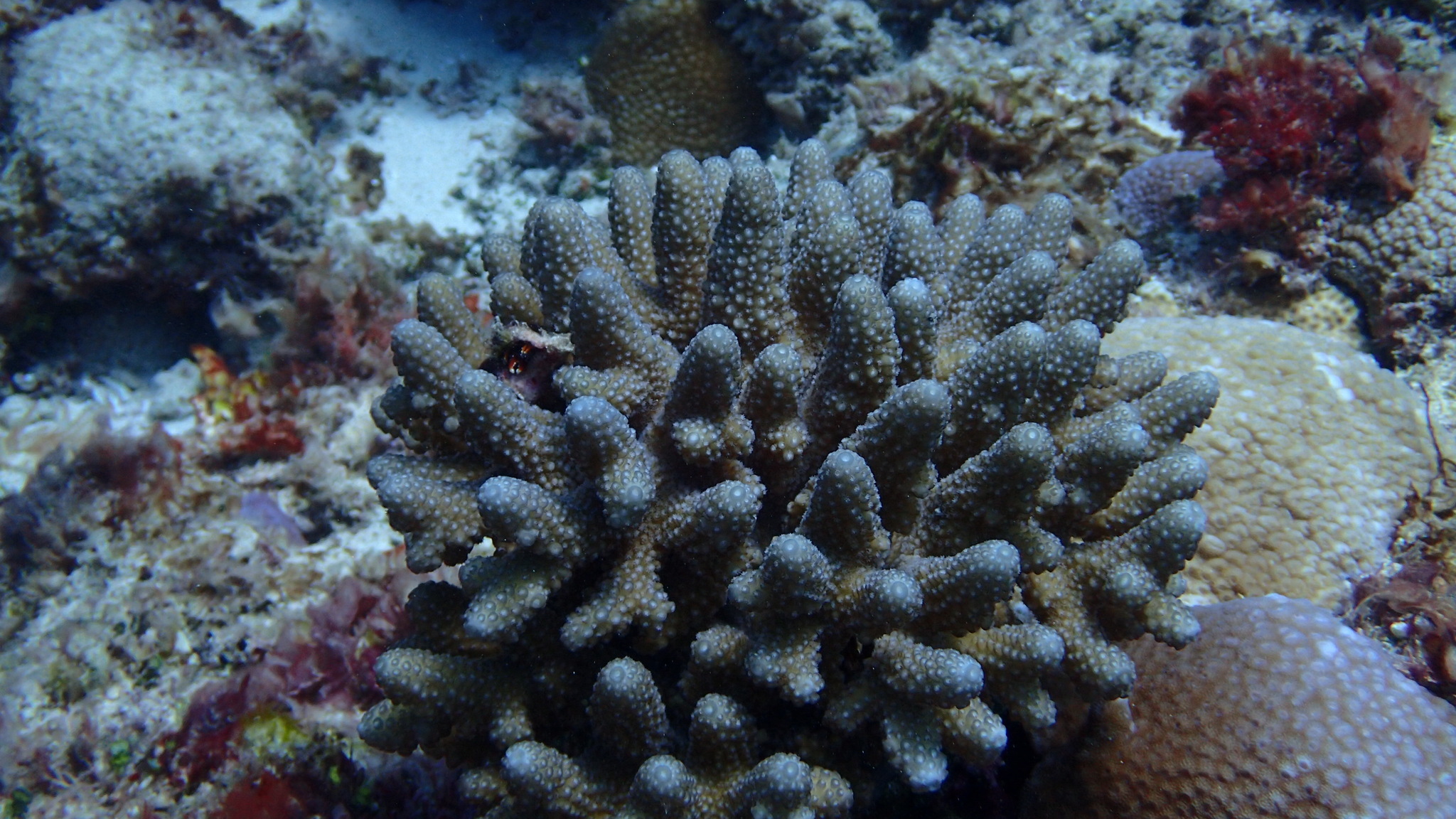 Acropora humilis (Dana, 1846)