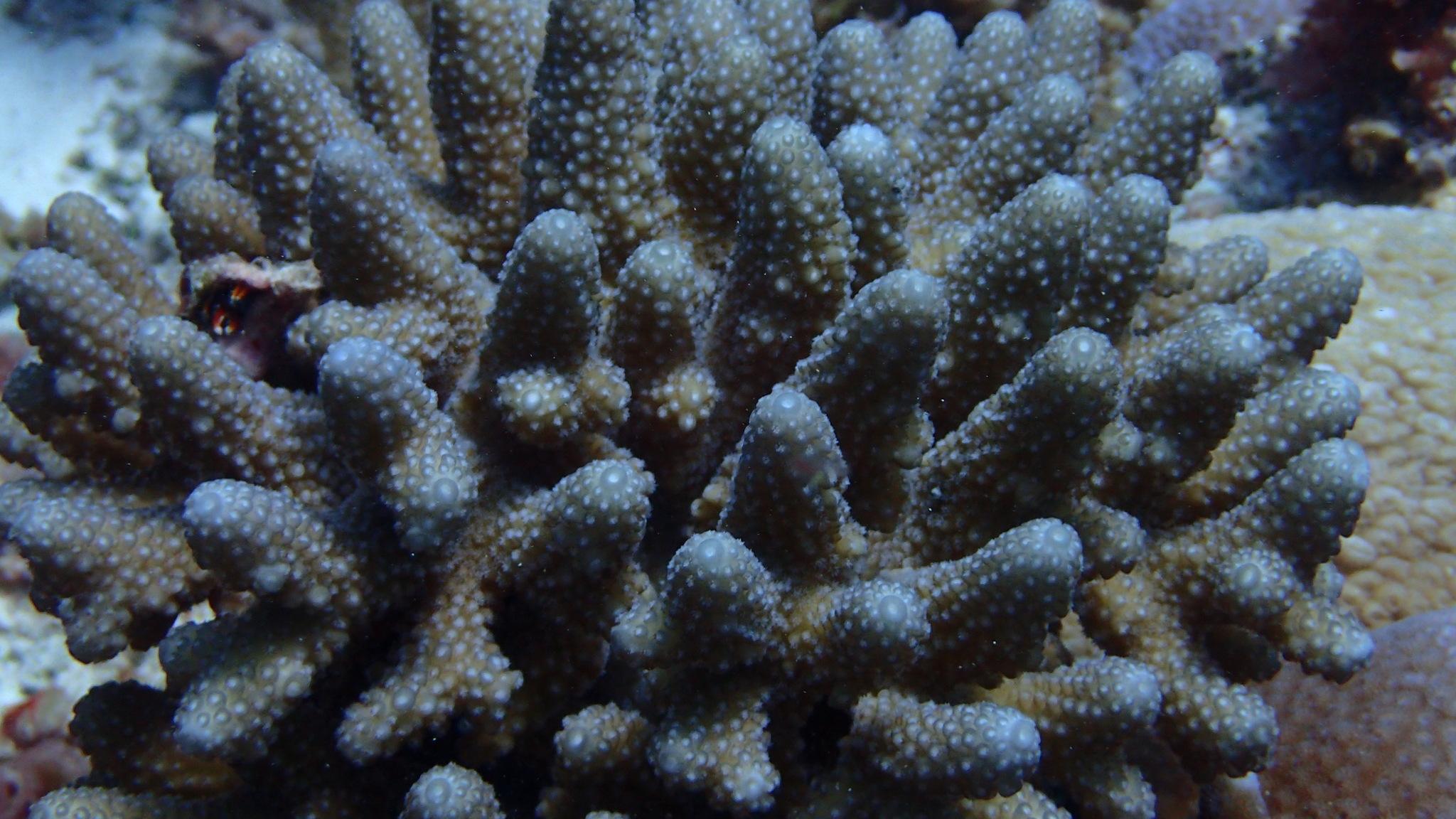Acropora humilis (Dana, 1846)