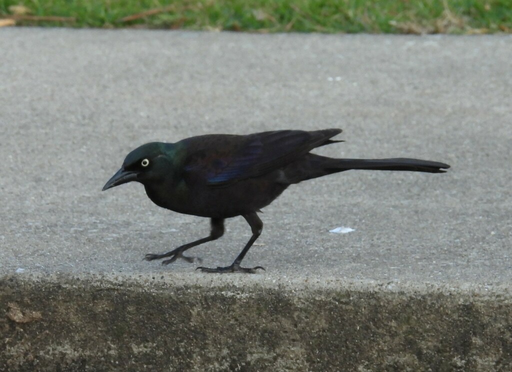 Common Grackle from McFarland Park, Florence, Lauderdale Co., AL, USA ...