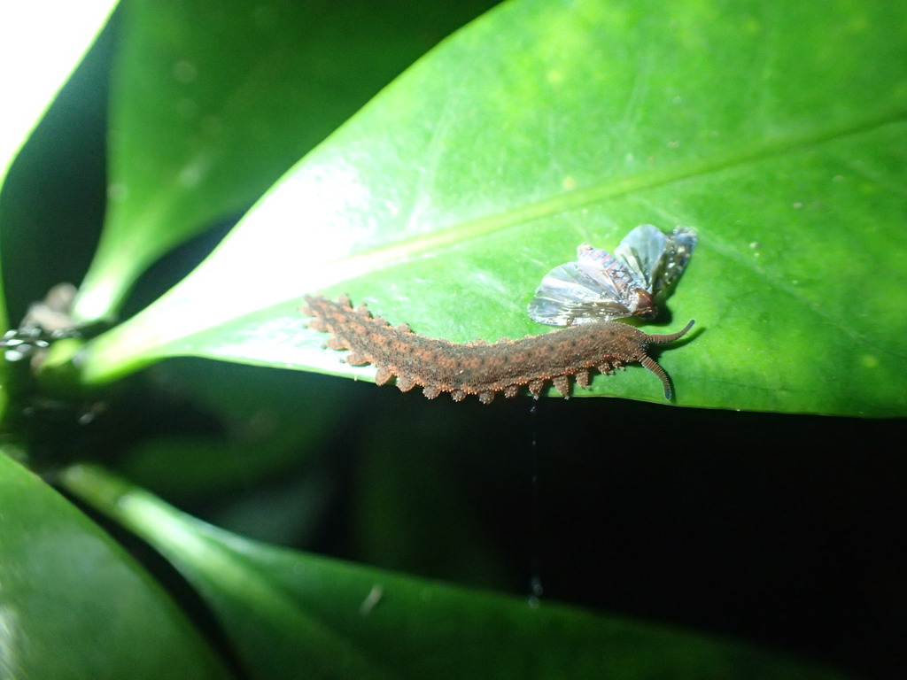southern velvet worms from Wongabel QLD 4883, Australia on May 13, 2023 ...