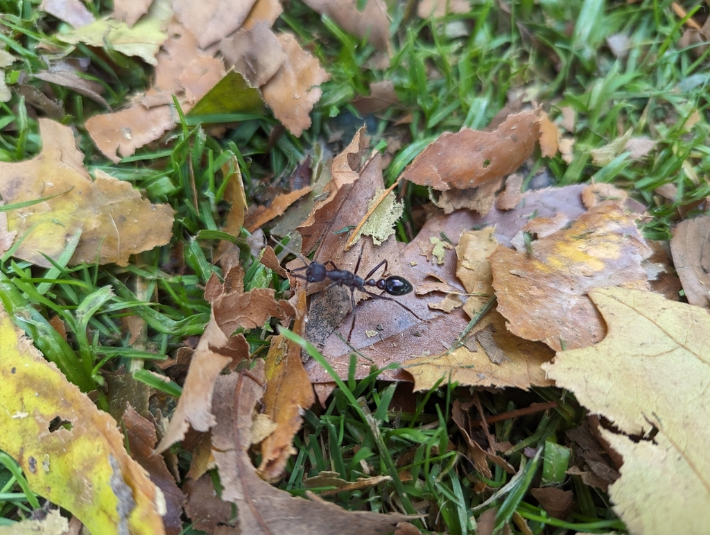 Inchman Ant from Punchbowl TAS 7249, Australia on May 14, 2023 at 02:22 ...