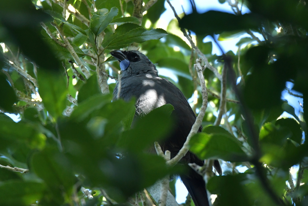 North Island Kōkako in May 2023 by Christopher Stephens · iNaturalist