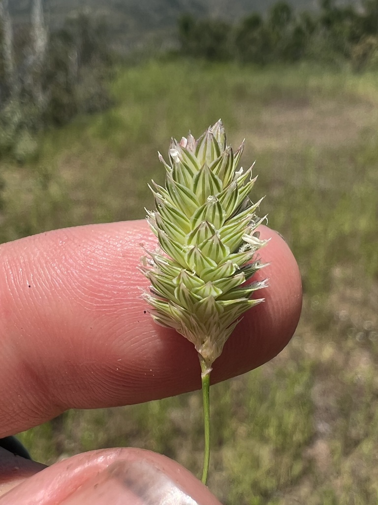 Lesser Canary Grass from Poway, CA, US on May 13, 2023 at 12:07 PM by ...