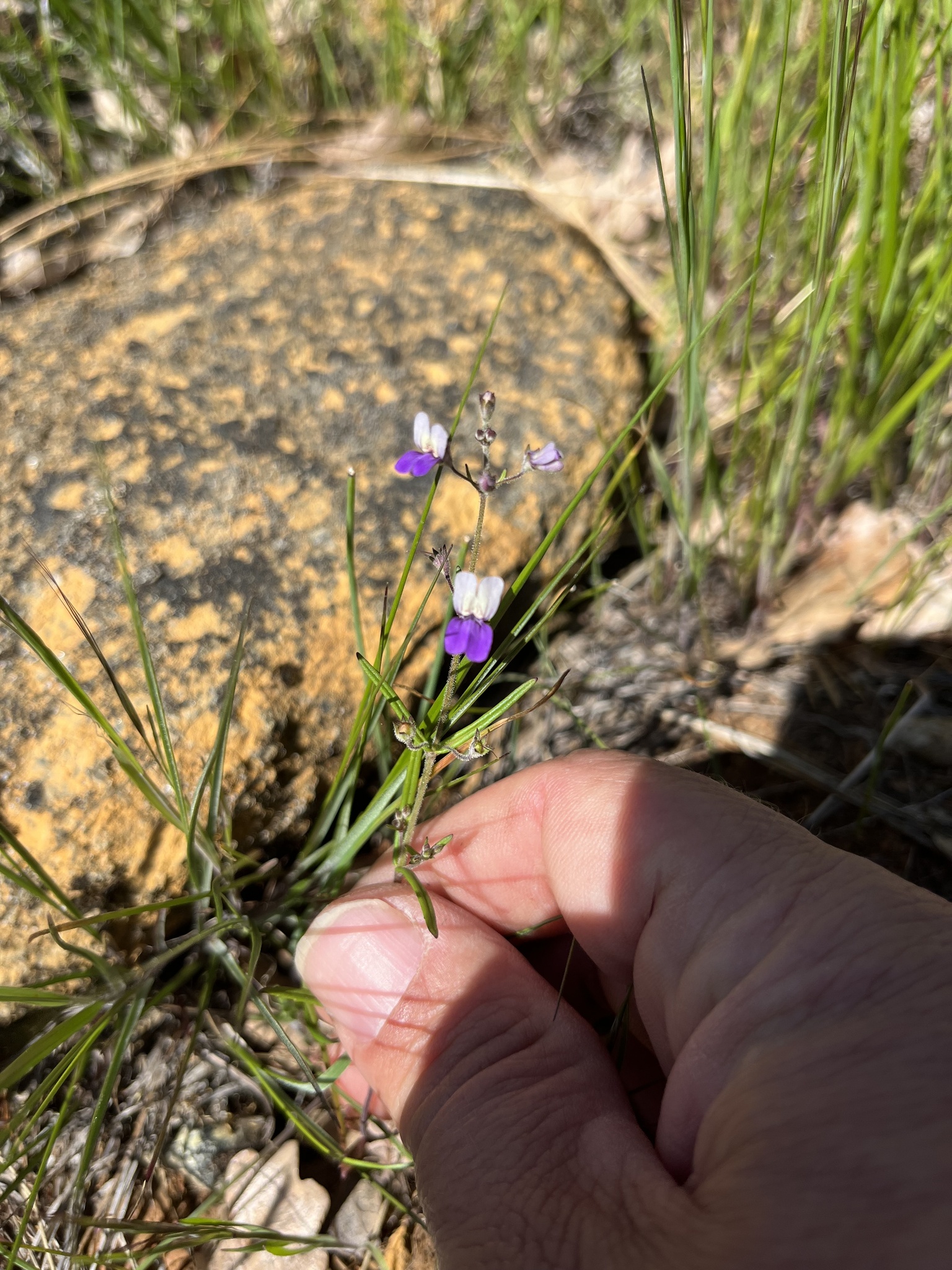 Collinsia linearis A.Gray