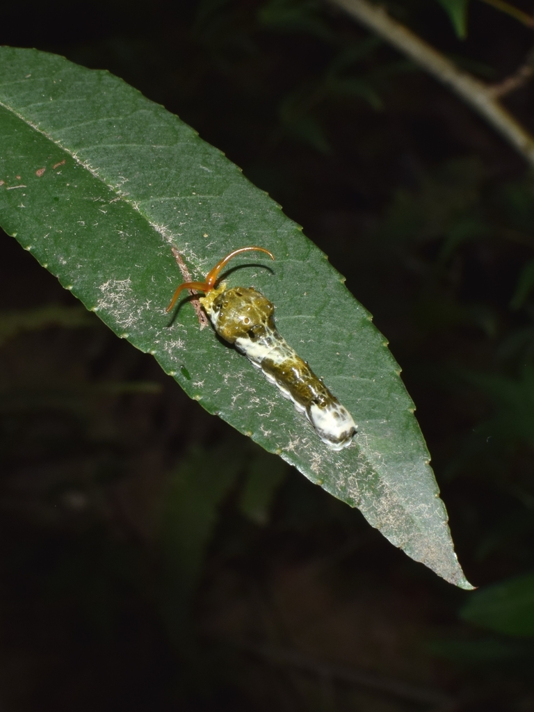 Swallowtails and Parnassians from Guiyang, CN-GZ, CN on May 7, 2023 by ...