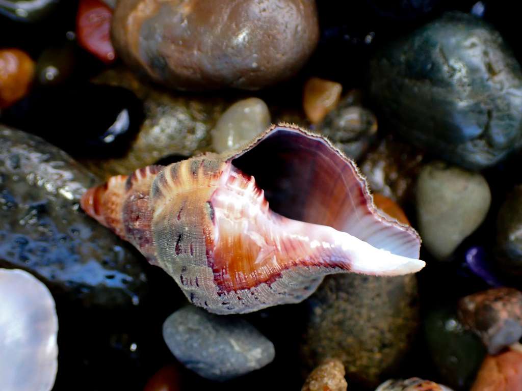 Ranella australasia from Frazer Beach, New South Wales, Australia on ...