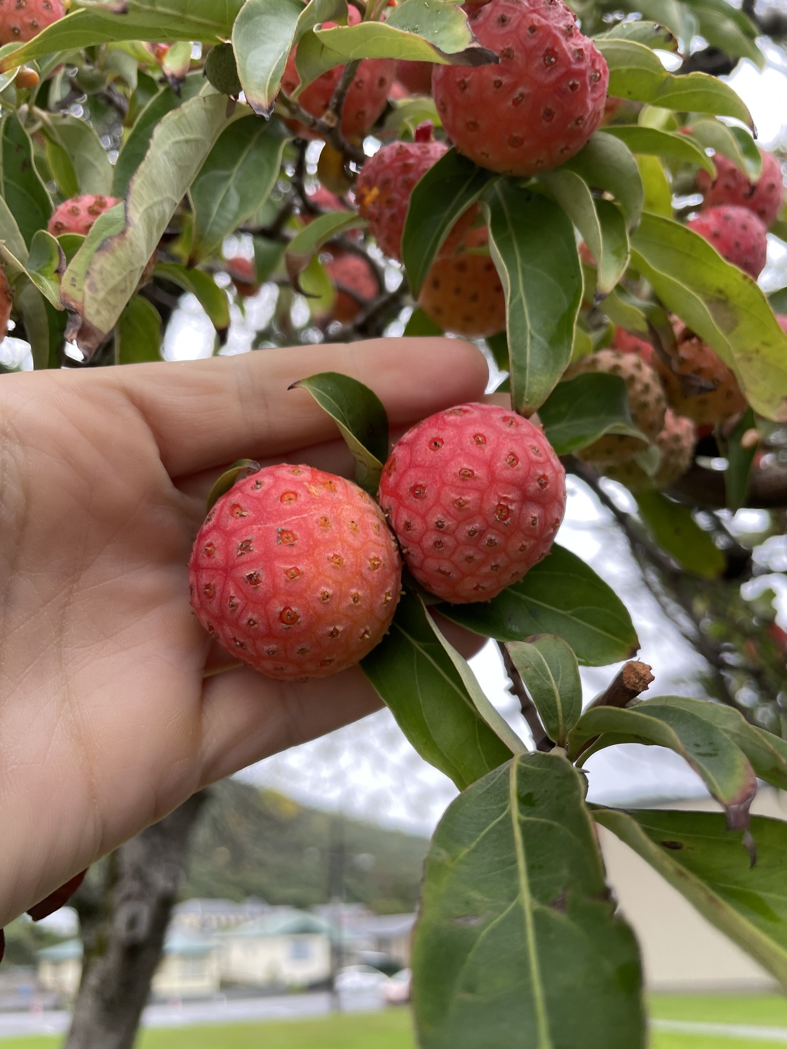 Cornus capitata Wall.