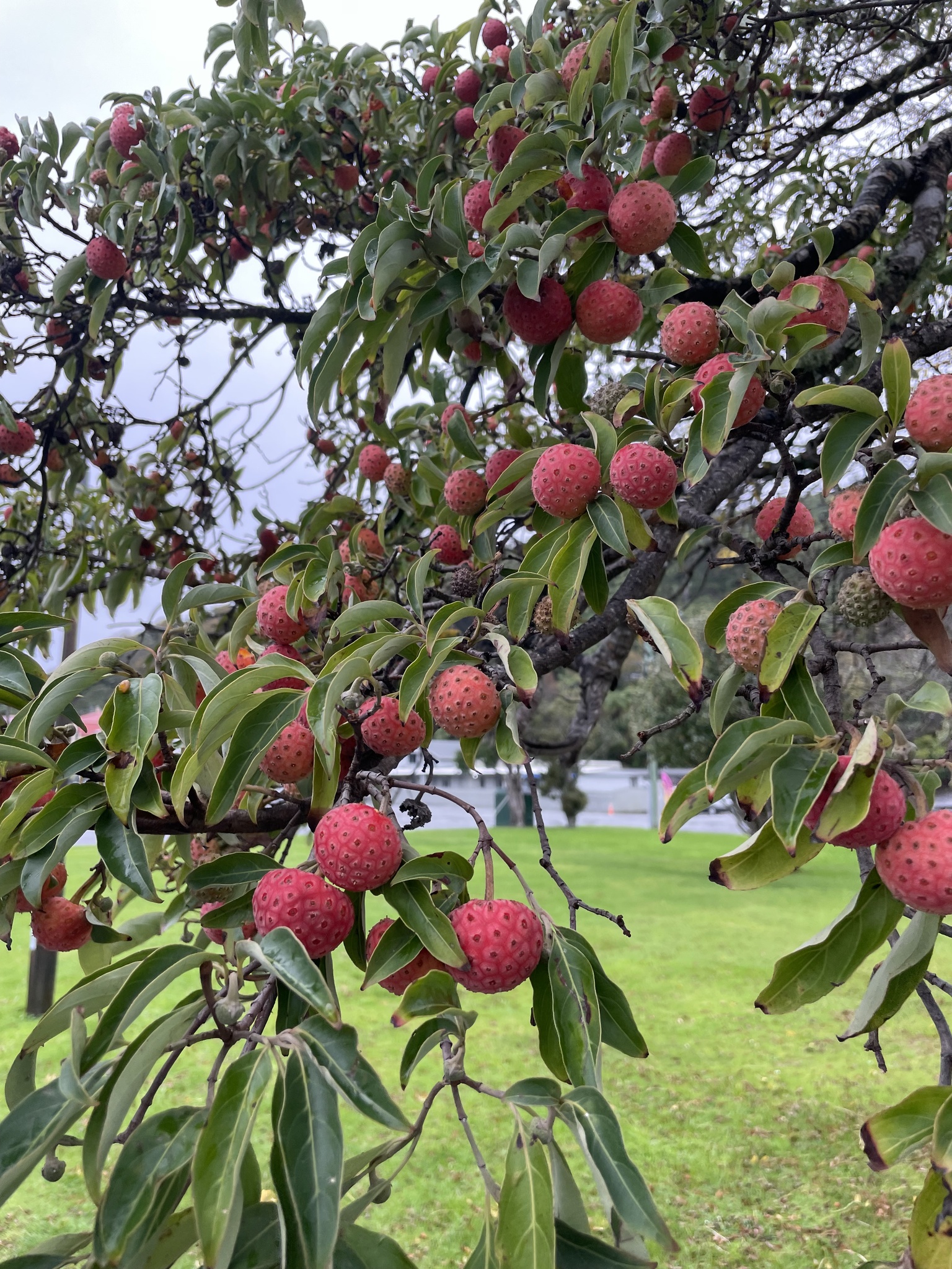 Cornus capitata Wall.