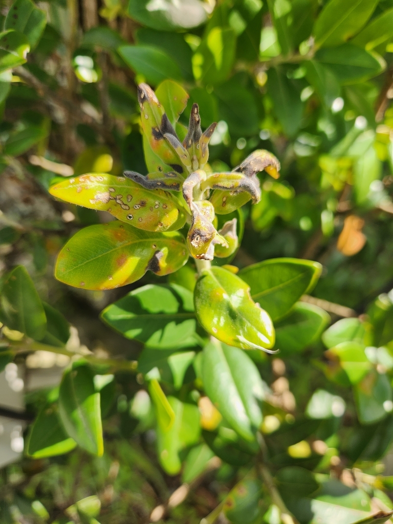 Myrtle Rust from New Plymouth, NZ-TK, NZ on May 14, 2023 at 02:10 PM by ...