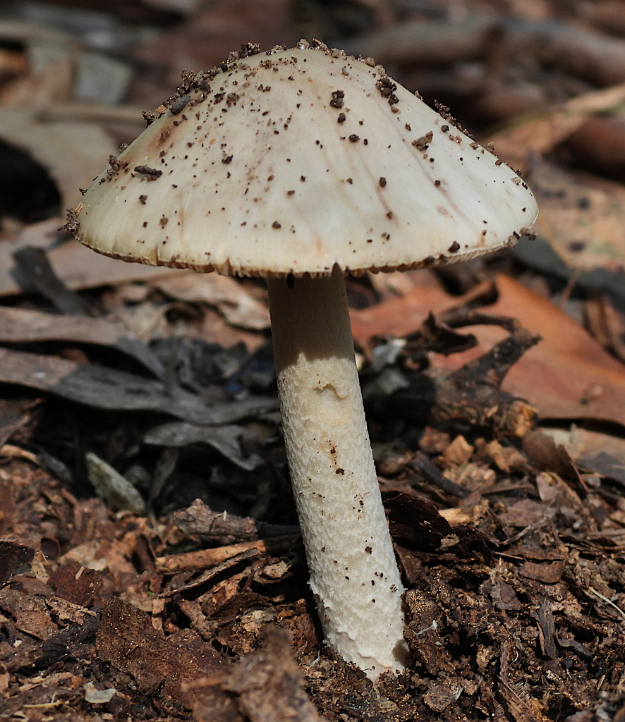 Marbled Death Cap from Samsonvale QLD 4520, Australia on February 01 ...