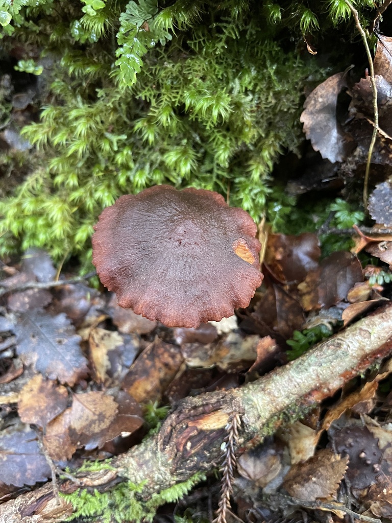 Webcaps from Te Waipounamu/South Island, Arnold Valley, West Coast, NZ ...