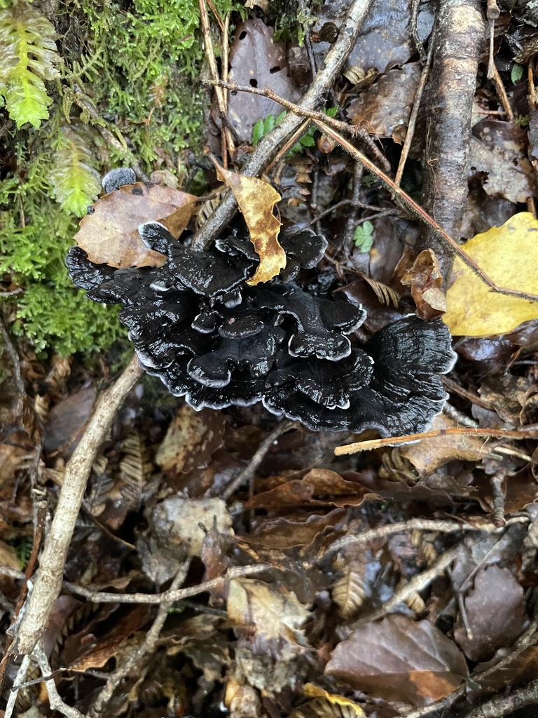 Phellodon from Te Waipounamu/South Island, Arnold Valley, West Coast ...