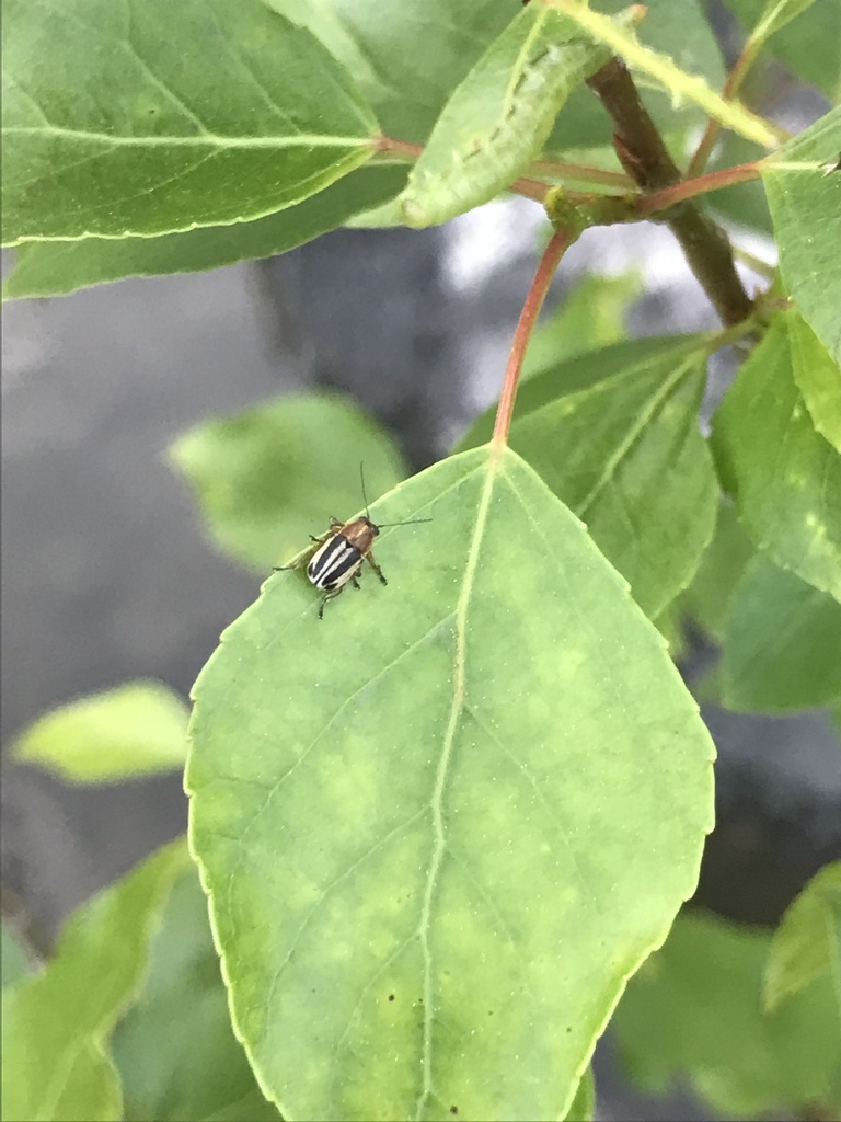 Scriptured Leaf Beetles from Trans Canada Highway 1, Thompson-Nicola ...