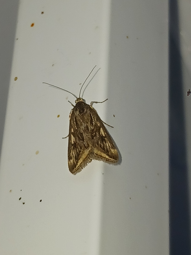Alfalfa Webworm Moth from Union, OR 97883, USA on May 13, 2023 at 10:14 ...