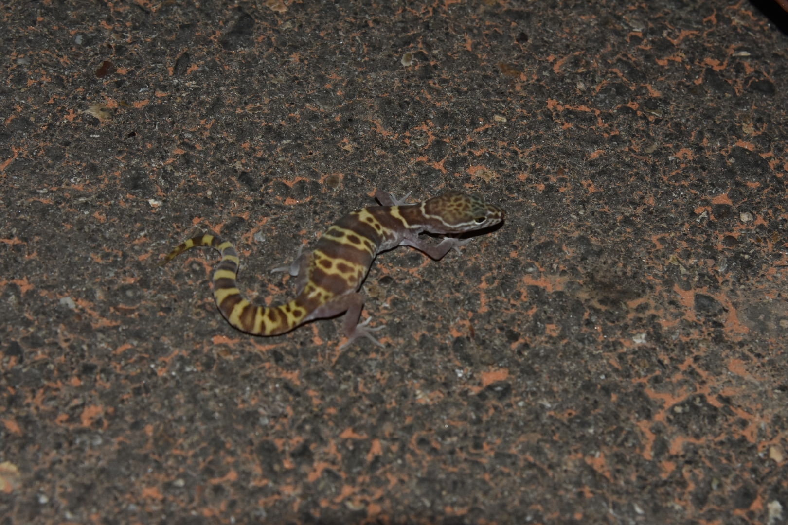 Coleonyx variegatus variegatus