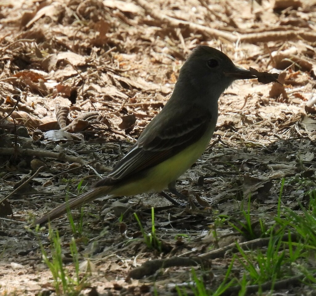 Great Crested Flycatcher from Waterloo, Lauderdale County, AL, USA on ...