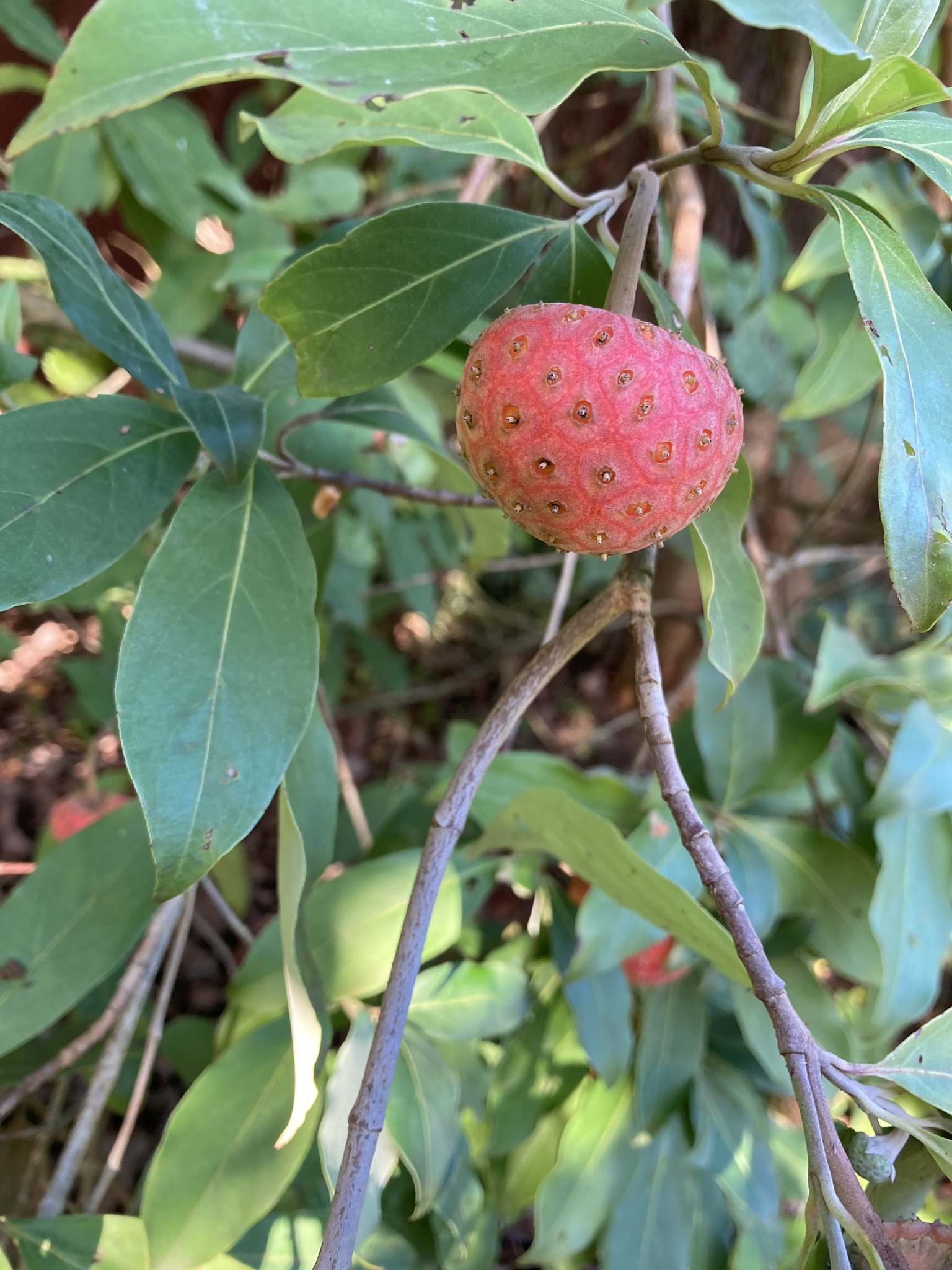 Cornus capitata Wall.