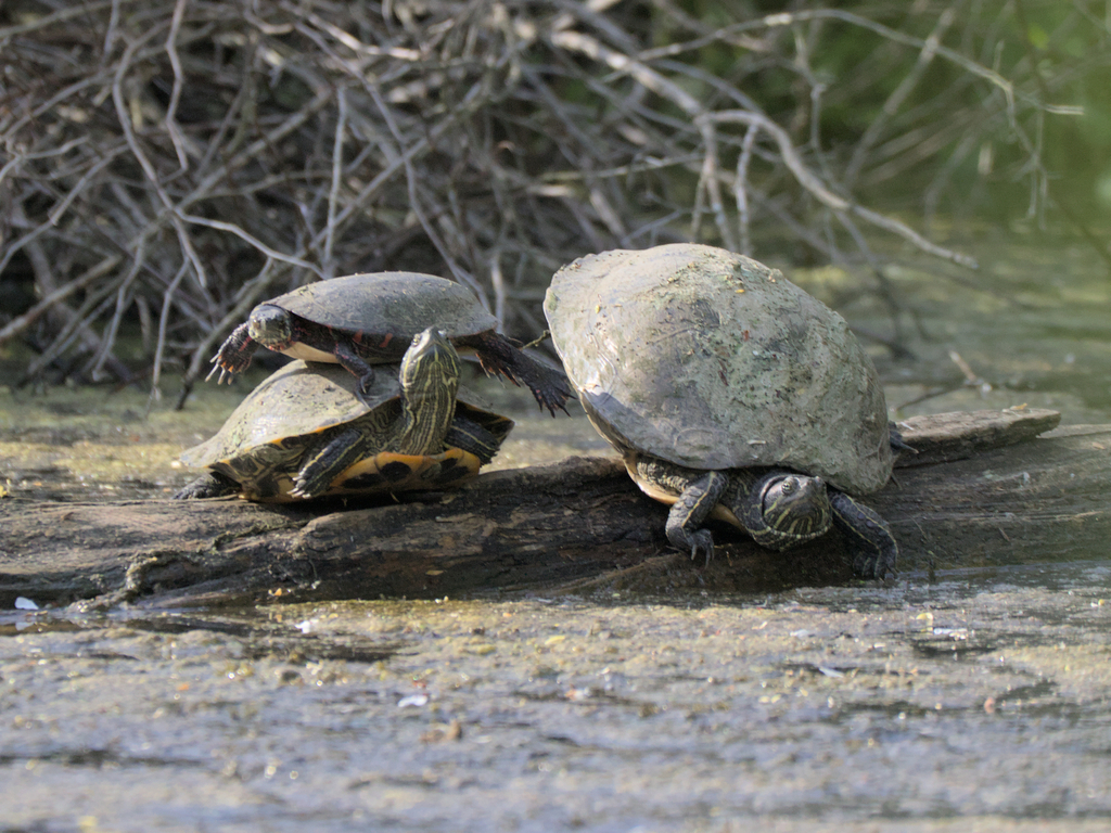 Red-eared Slider from Toronto, Ontario, Canada on May 13, 2023 at 05:52 ...