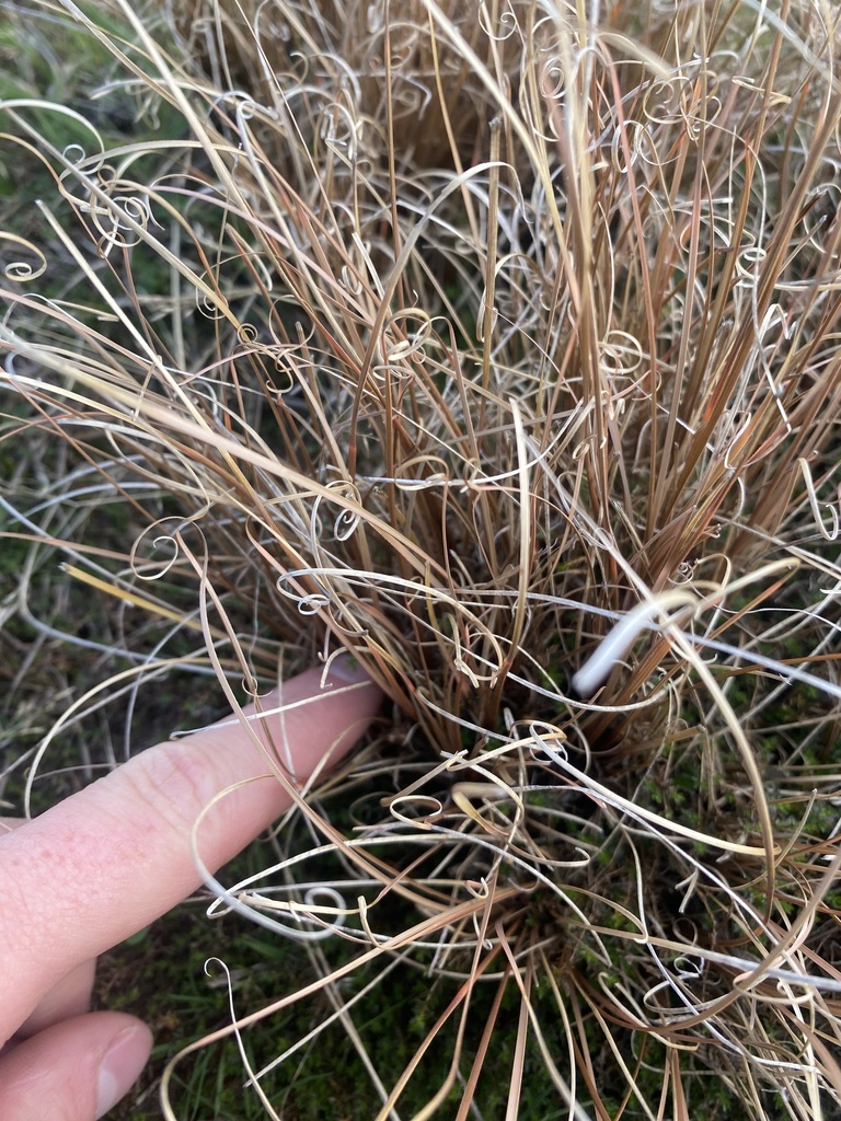 Curly Sedge in May 2023 by willtodhunter · iNaturalist