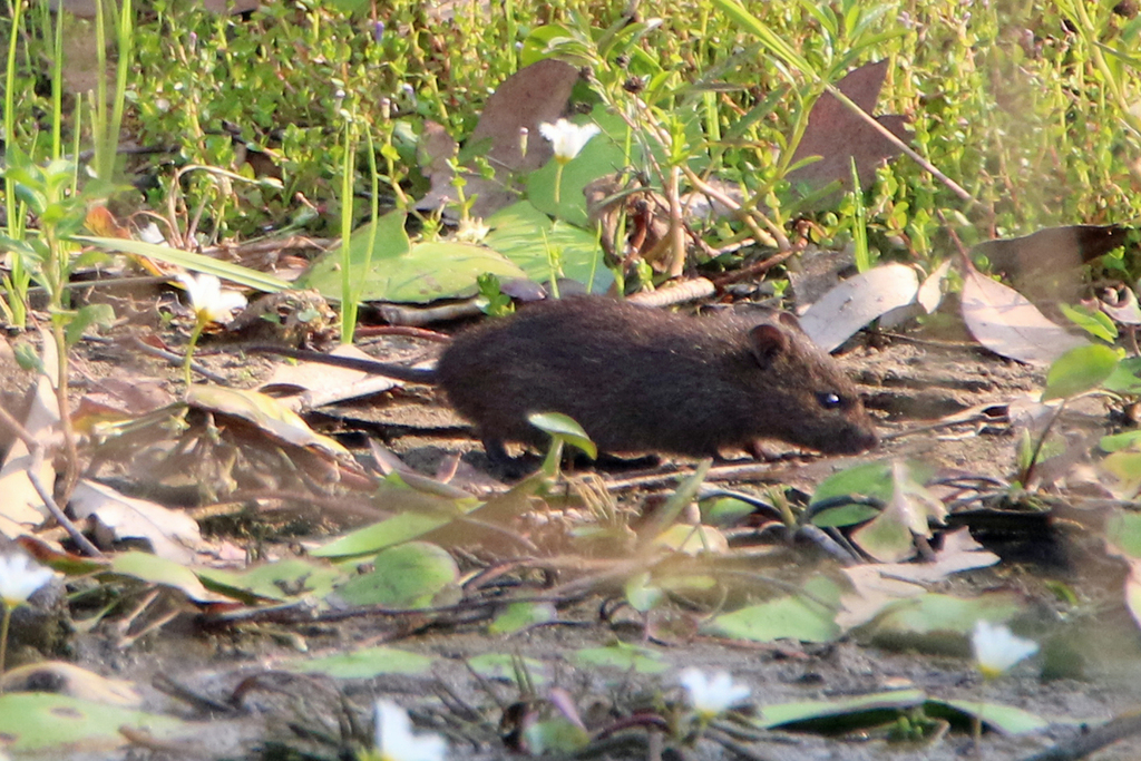 Australian Swamp Rat from Bli Bli QLD 4560, Australia on December 21 ...