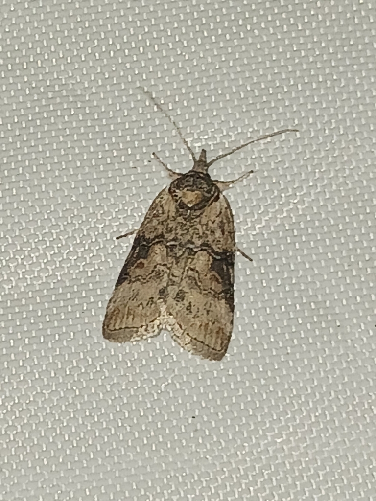 Grey Midget Moth from Union, OR 97883, USA on May 13, 2023 at 10:59 PM ...