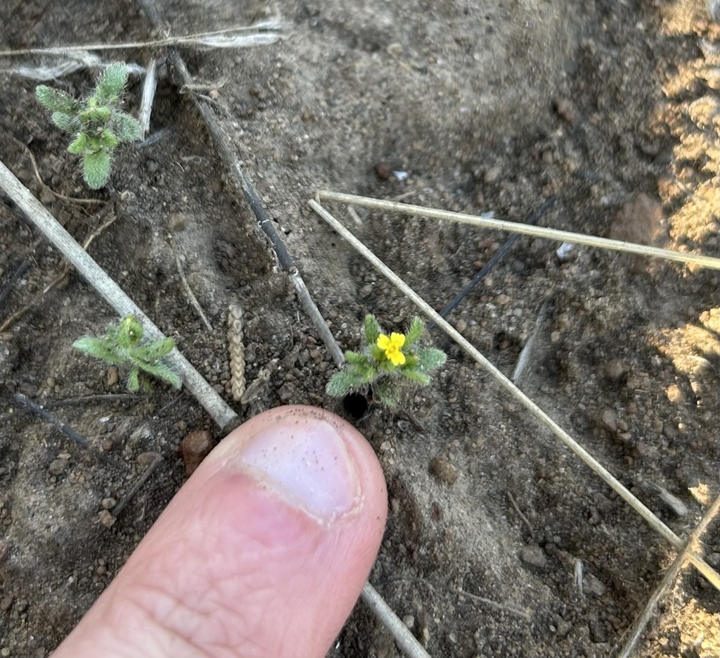 Opposite-leaved Tarweed from Sisters, OR, US on May 13, 2023 at 06:08 ...