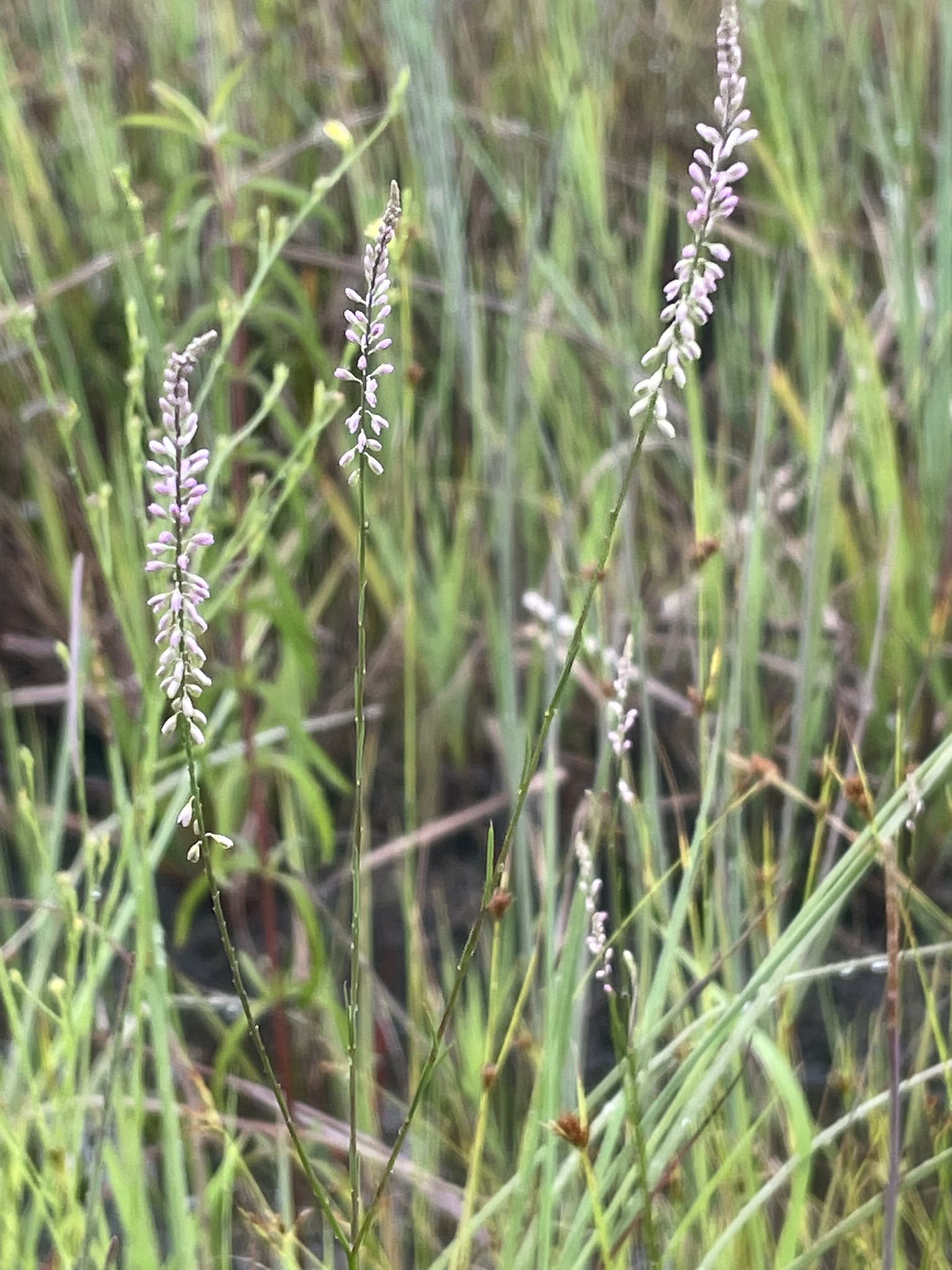 Polygala tenella Willd.