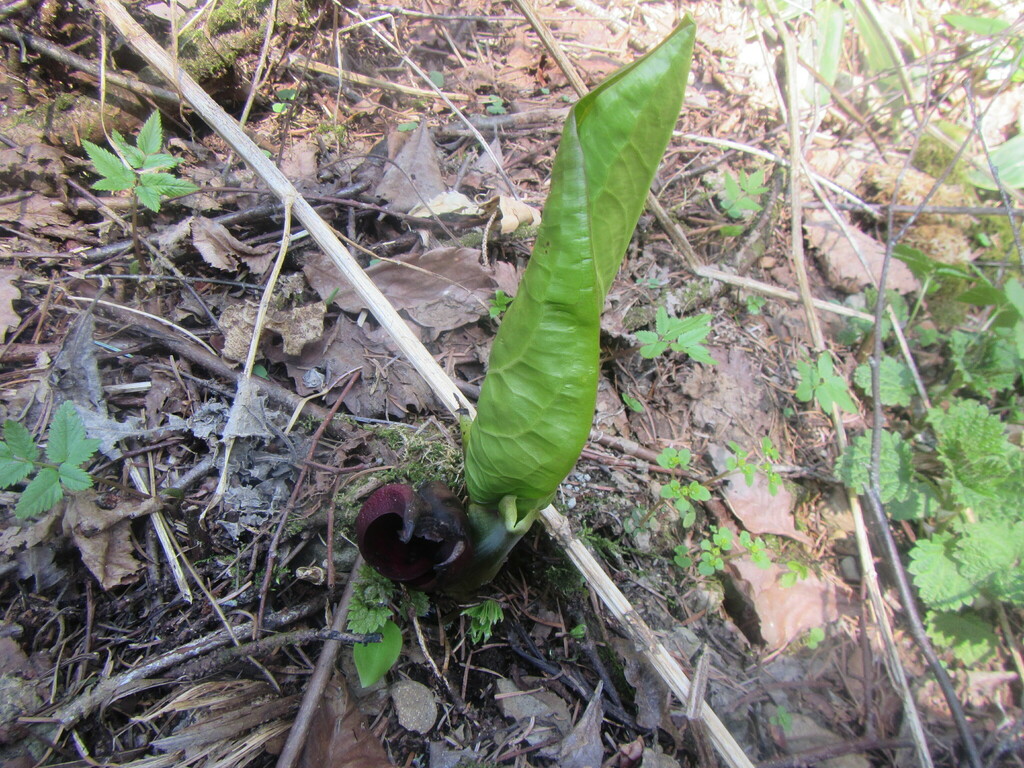 Japanese Skunk Cabbage from Anivskiy rayon, Sakhalin, Russia on May 14 ...