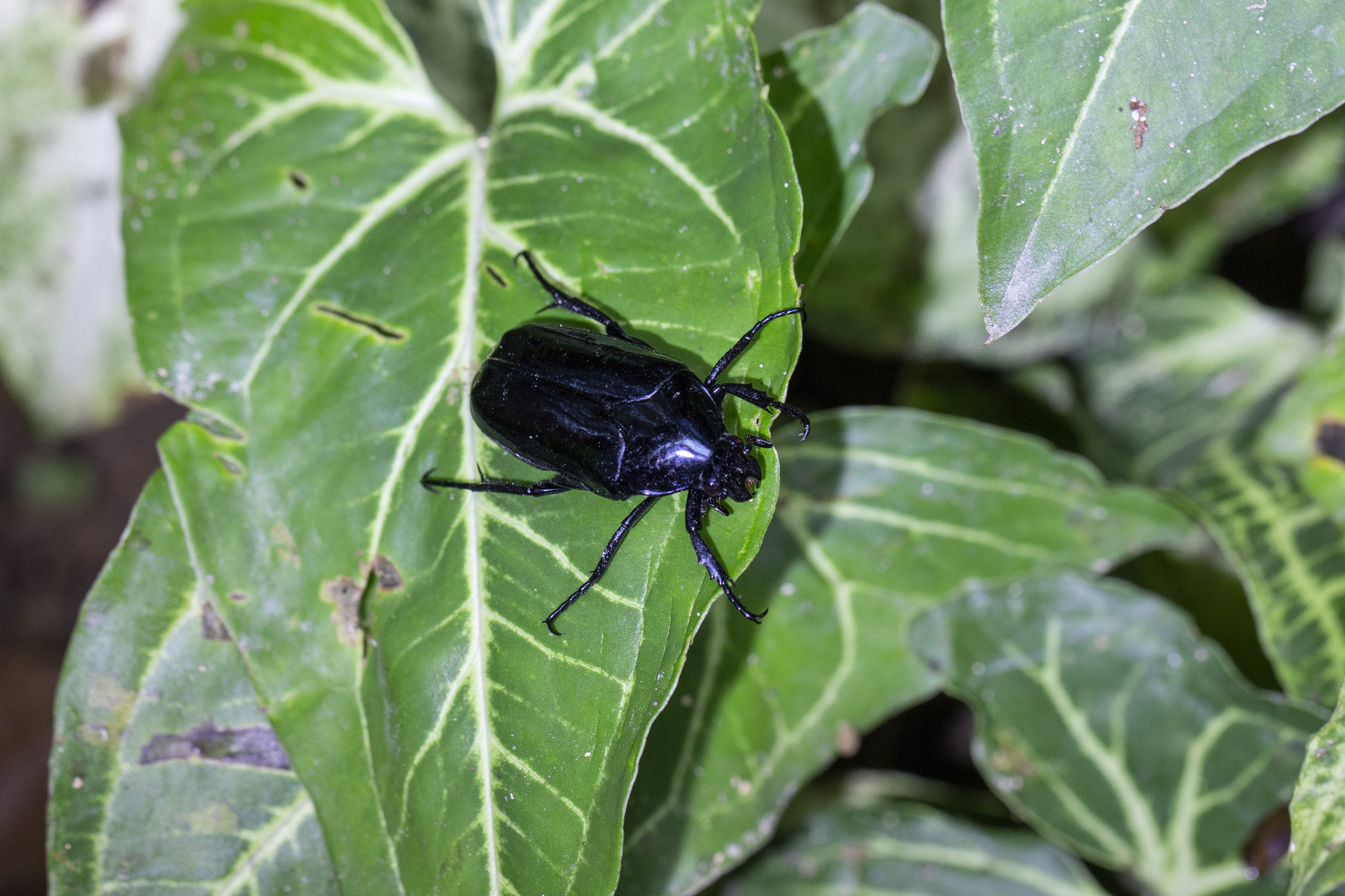 Macronota shangaicus (Neervoort Van De Poll, 1886)