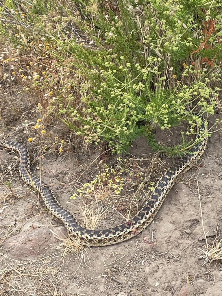 Gopher Snake from Playas de Rosarito, Baja California, MX on May 13 ...